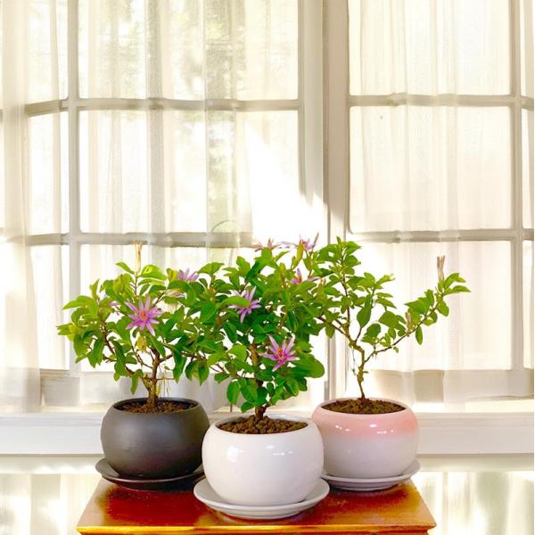 【こだわりおすすめポイント】睡蓮木の枝ぶり、花付きの良いものだけを取り揃え、弊社基準の選定をクリアした一樹をお届けします。手作りの瀬戸焼鉢でスイレンボク盆栽を和モダンに仕立てました。開花期が長く、初心者の方でも育成しやすく、盆栽をこれから始...