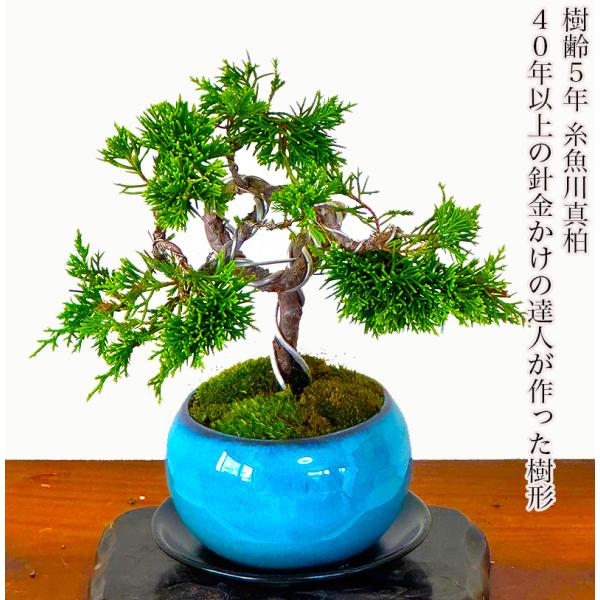 こだわりポイント樹齢5年の『糸魚川真柏』になります。しっかりと曲付された《優良素材》の真柏です。当商品には、『このまま飾る』『お好みに仕立てて飾る』『じっくり育てる』など様々な楽しみ方があります。真柏の特長に加え、とても扱いやすい素材です。...