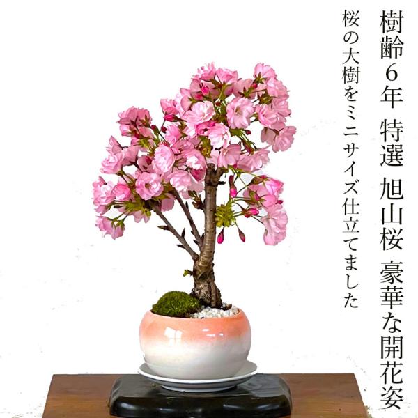 【こだわりおすすめポイント】旭山桜は、若いうちから花をつけることから「一才桜」と呼ばれ、盆栽向けの品種として親しまれています。古くから多くの日本人を魅了してきた伝統ある《桜》を屋内、屋外でお楽しみ頂けるSランク 樹齢6年 旭山桜（八重桜）を...