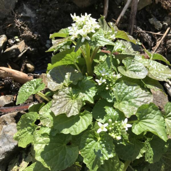 天然わさびの茎と葉っぱの部分です。【根の部分はつきません】醤油漬けや天ぷらにすると美味しいです。辛みを出す場合には熱湯にくぐらせる必要があります。