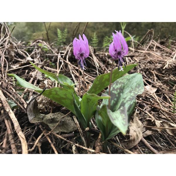 花が可憐で綺麗なかたくりです。観賞用としてもとても人気がありますが、山菜としても美味しく召し上がれます。お浸しや天ぷらが美味しいです。地方では乾燥させて保存する地域もございます。