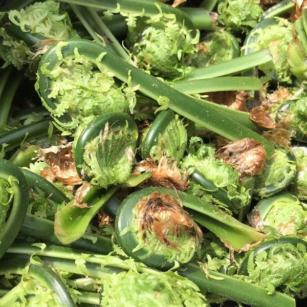 癖のない味が特徴のこごみです。そのため、お子さまでもおいしく食べられます。また、ボイルしてマヨネーズにつけるだけでも美味しいので調理のしやすさも魅力の１つです。こごみには青こごみと赤こごみがありまして、青こごみが一般的です。最近はスーパーで...