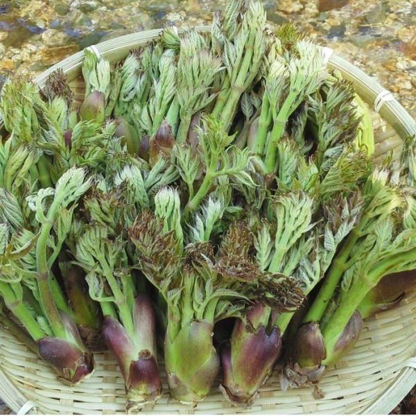 山菜の王様、たらの芽です。天ぷらがとてもおいしいですが、お浸しにしてもあっさりとして美味しいです。最近ではスーパーにも栽培ものが並ぶようになりましたが、まだまだ天然物の味には達していません。天然ものの見分け方はたらの芽の根元が赤みがかってい...