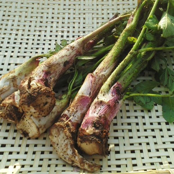 天ぷらにすると美味しい山うど（独活）になります。ちょっとくせがありそれが何とも言えないです。また、ウドはきんぴらや酢味噌和えにしてもおいしいです。またこちらは完全天然ものになります。山うどの天然と栽培との見分け方は、根本が赤みがかっているも...