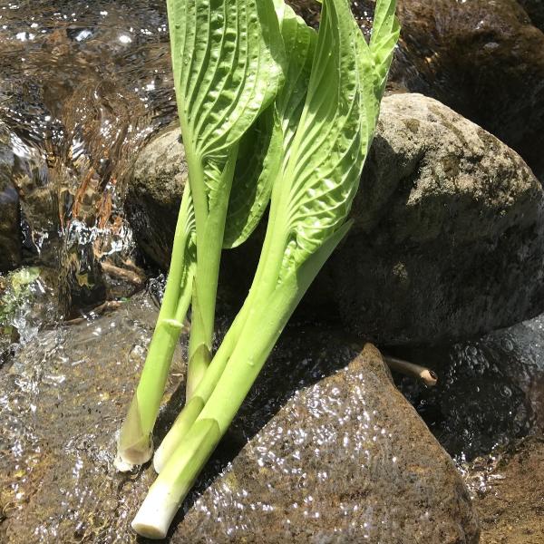 最近、スーパーでも見かけるようになってきたウルイです。うるいは癖のない味わいが特徴で野菜を食べているような錯覚をおこすほどです。お浸しにしたり、ボイルするだけでも使えるので調理が簡単なのも魅力の１つです。また、こちらの画像の通り、天然物は濃...