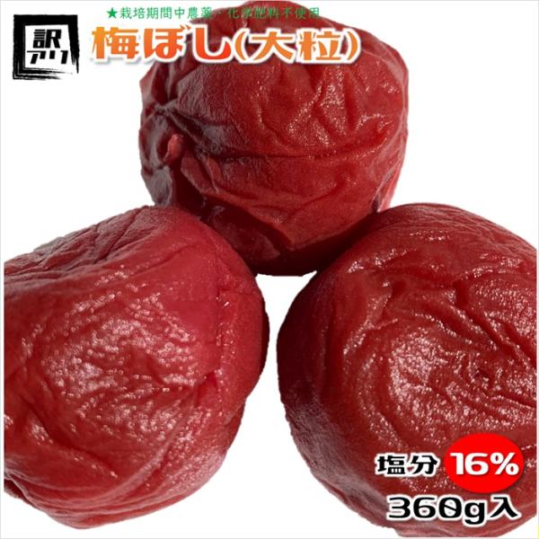 福井県特別栽培農産物(栽培期間中農薬・化学肥料不使用)に準ずる管理で栽培した、昔ながらのすっぱい“訳あり”無農薬梅干しです。選別済みの梅を使用して製造していますが、小さなキズや斑点、多少の身切れなど含まれることがあります。簡易包装で発送の為...