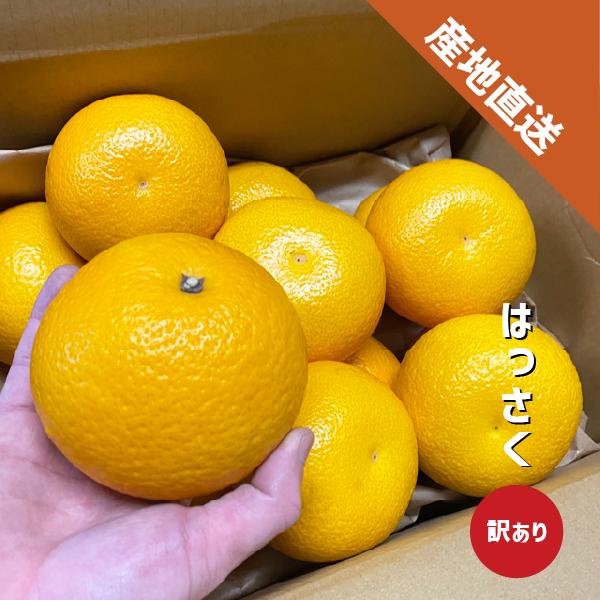 和歌山県産の訳ありはっさくをお届けします！和歌山県産はハッサクの大産地で、苦味、甘み、酸味のそろった柑橘です。ざくっとした歯応えで食べ応え十分。柑橘好きにはたまらないはっさくをお届けします！訳ありになりますので、写真のような傷が皮の表面にご...