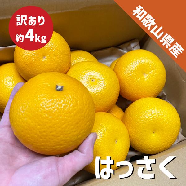 和歌山県産の訳ありはっさくをお届けします！和歌山県産はハッサクの大産地で、苦味、甘み、酸味のそろった柑橘です。ざくっとした歯応えで食べ応え十分。柑橘好きにはたまらないはっさくをお届けします！訳ありになりますので、写真のような傷が皮の表面にご...