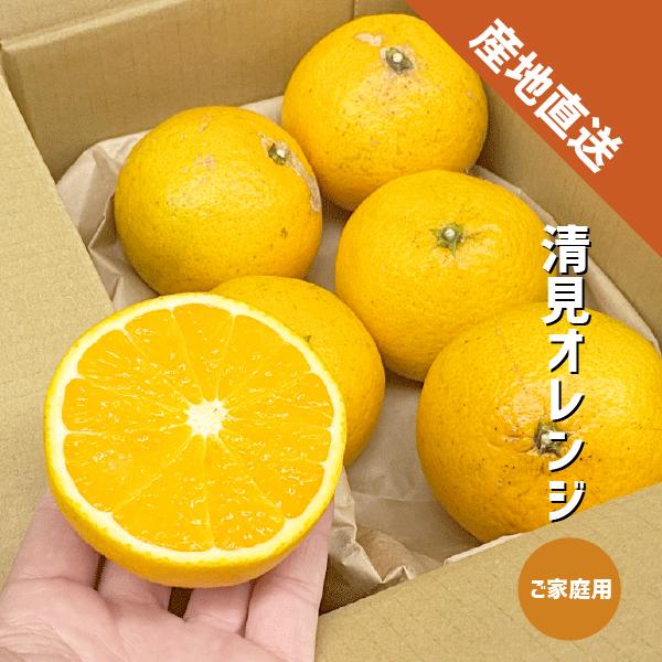 和歌山県産の清見オレンジを入荷しました！清見オレンジは、甘みの中にほどよい酸味を味わえるさっぱりとした柑橘です。果肉はとても柔らかく、果汁たっぷり。そのままお召し上がりいただく他、ジュースとしてもおすすめな柑橘です！※こちらはご家庭用の商品...
