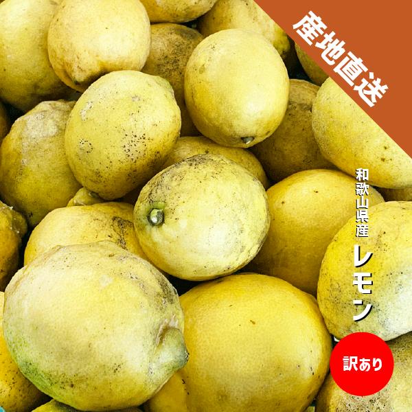 和歌山県産の訳ありレモンです！こちらは訳ありとなりますので、傷部分がありますので気になる方は取り除いていただけましたら幸いです。防腐剤、ワックス不使用なので皮まで安心してお使いいただけます。無選別のためサイズが不揃いとなりますのでご了承くだ...