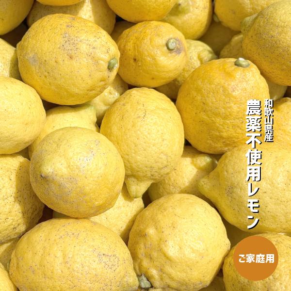 農薬不使用！和歌山県産のレモンを数量限定で入荷いたしました！栽培時に農薬を一切使用していないレモンで、防腐剤、ワックスも不使用。農薬を一切使用していないので傷や掠れといったキズがありますが、皮まで安心してお使いいただけます！黄色のレモンは緑...
