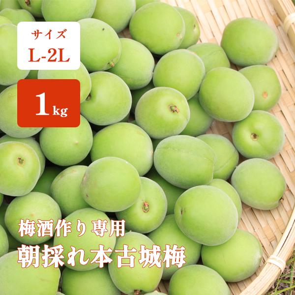 【発売日：2026年05月25日】■用途梅酒作り■お届け時期5月下旬■お届けサイズ平均果実重 約20g以上/粒■1kgあたり単価2,398円(送料別)■生産地田辺市長野■生産者氏名那須智彦■青梅品種古城梅■消費期限商品到着後はなるべくお早め...