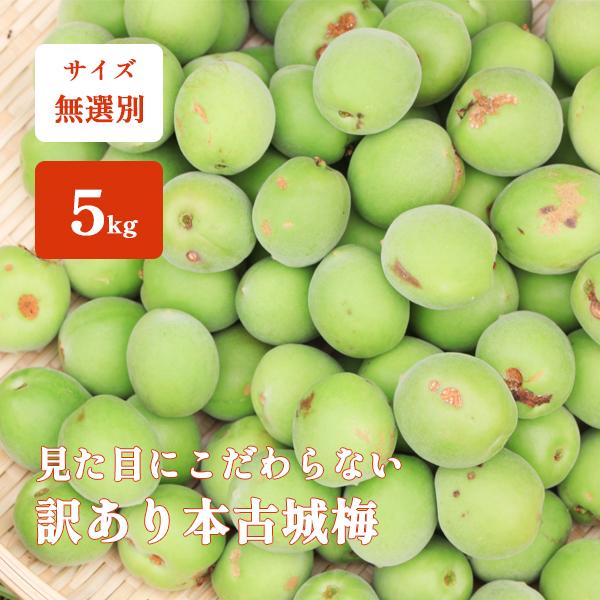 【発売日：2026年05月25日】■用途梅酒作り■お届け時期5月下旬■お届けサイズ平均果実重 約10g以上/粒■1kgあたり単価996円(送料込)■生産地田辺市長野■生産者氏名那須智彦■青梅品種古城梅■消費期限商品到着後はなるべくお早めにご...