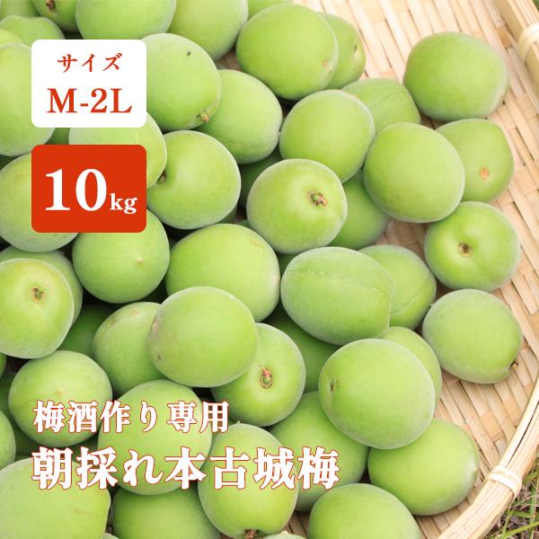【発売日：2026年05月25日】■用途梅酒作り■お届け時期5月下旬■お届けサイズ平均果実重 約15g以上/粒■1kgあたり単価1,528円(送料込)■生産地田辺市長野■生産者氏名那須智彦■青梅品種古城梅■消費期限商品到着後はなるべくお早め...