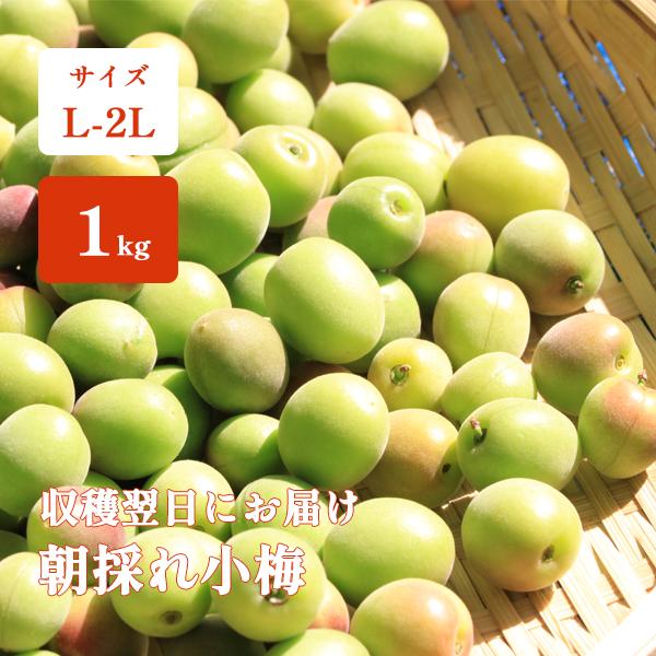 【発売日：2026年05月18日】■用途梅干し作り■お届け時期5月下旬■お届けサイズ平均果実重 約6g以上/個■1kgあたり単価1,836円(送料別)■生産地田辺市秋津町■生産者氏名森川恵介■小梅品種白王■消費期限商品到着後はなるべくお早め...