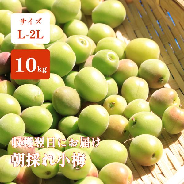 【発売日：2026年05月18日】■用途梅干し作り■お届け時期5月下旬■お届けサイズ平均果実重 約6g以上/個■1kgあたり単価1,298円(送料込)■生産地田辺市秋津町■生産者氏名森川恵介■小梅品種白王■消費期限商品到着後はなるべくお早め...