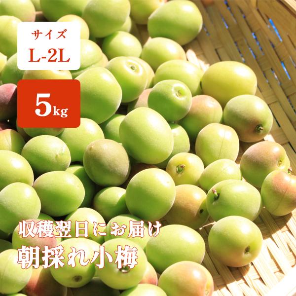 【発売日：2026年05月18日】■用途梅干し作り■お届け時期5月下旬■お届けサイズ平均果実重 約6g以上/個■1kgあたり単価1,496円(送料込)■生産地田辺市秋津町■生産者氏名森川恵介■小梅品種白王■消費期限商品到着後はなるべくお早め...