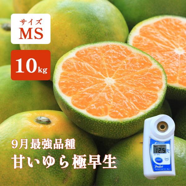 【発売日：2026年09月25日】■用途自宅用■お届け時期9月下旬■お届けサイズ果重 約80-120g/個■内容量約個/箱(Sサイズ)約個(Mサイズ)■1kgあたり単価758円(送料込)■最高糖度(Sサイズ)%(2026年度)■最低糖度(S...