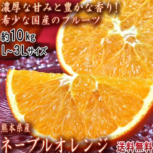 ◆甘みと味わい・食べやすさのネーブルオレンジ　ネーブルオレンジは、果頂部にへそのような突起があることから名付けられたオレンジです。　一般的なオレンジであるバレンシアオレンジと比較すると酸が少なく、甘みと味が濃いことに加え、酸味とのバランスが...