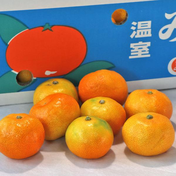 ◆グリーンみかんの大産地！ミカン出荷量全国4位の熊本県　熊本県は菊池川・球磨川などの一級河川を始めとした水資源や、天草に代表される豊かな自然に溢れた地域であり、栽培に適した温暖な気候と肥沃な土壌を生かして蜜柑やデコポンといった人気のある柑橘...