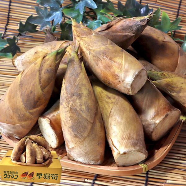 ◆旬の生タケノコ「孟宗筍」！　孟宗竹は筍の中でも最も美味しいと言われる品種であり、大きさや厚みも十分な食べごたえのある竹の子です。　柔らかく歯ごたえのある白い実は甘みを含んだ上品な味わいであり、えぐみが少ない品種であるため非常に人気の筍とな...