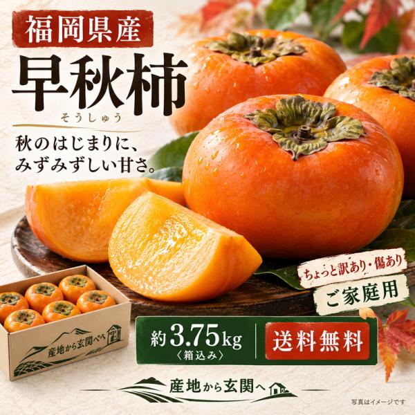 【発売日：2023年10月30日】◆多くの良さをもつ期待の早生品種！完全甘柿「早秋柿」　早秋柿は安定して甘柿を生産できる完全甘柿の一種であり、中〜晩生の富裕や次郎よりも早めに収穫できる早生品種の柿となっております。　果皮が鮮やかな橙色で、丸...