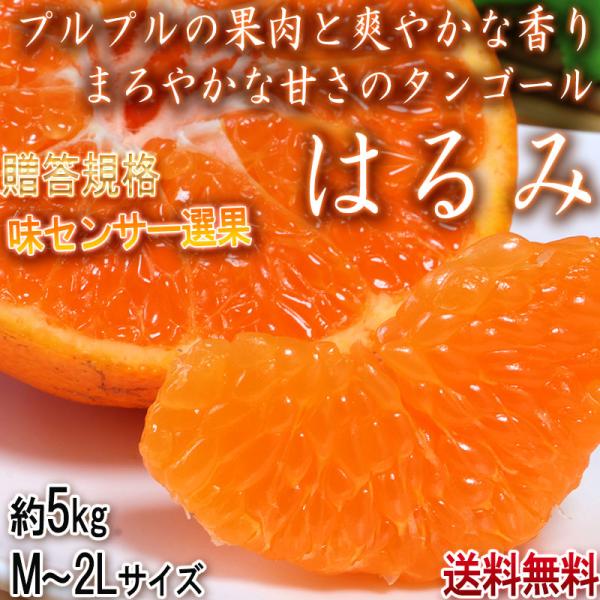 【発売日：2021年01月26日】◆食べ易さとプチプチとした食感に爽やかな風味「はるみ」　はるみは1999年に品種登録されたタンゴールであり、清見とポンカンの交配で生まれました。　この交配はデコポンと同じであり、はるみはデコポンと姉妹品種の...