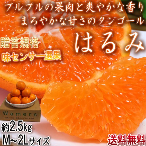 【発売日：2021年01月26日】◆食べ易さとプチプチとした食感に爽やかな風味「はるみ」　はるみは1999年に品種登録されたタンゴールであり、清見とポンカンの交配で生まれました。　この交配はデコポンと同じであり、はるみはデコポンと姉妹品種の...