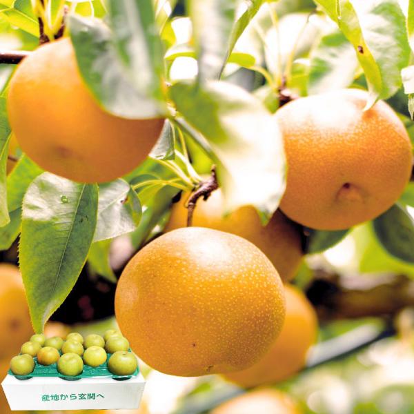 【発売日：2026年08月15日】◆生産量全国一位！高品質な千葉県の和梨　千葉県は非常に恵まれた気象条件や土壌を持つ梨の栽培適地であり、栽培面積、収穫量、産出額共に日本一の大産地です。　温暖な気候と排水性の良い火山灰土壌により梨の樹が健康に...