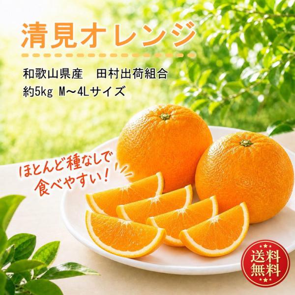◆始まりのタンゴール「清見」　清見は日本で初めてタンゴール（蜜柑とオレンジの交配品種）として登録された柑橘です。　その高い品質と親としての能力の適正から、殆どのタンゴールの親や祖となる優秀な柑橘となっております。　清見はオレンジを連想させる...