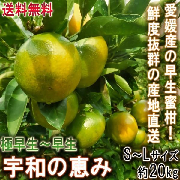 【発売日：2026年09月30日】送料無料で⇒9月末から順次出荷!!愛媛ミカン美味しさの秘密美味しいみかんのできる条件は、みかんに最も適した環境で育てることが重要であることは言うまでもありません。その環境とは、一見矛盾しているかのように思わ...