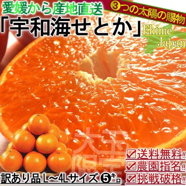 【発売日：2026年02月28日】◆高級フルーツ「せとか」とは？　せとかは清見とアンコールを掛け合わせ、更にマーコットを交配させることで生まれた柑橘であり、2001年に品種登録がされたタンゴールです。　その非常に優れた味わいと育成難易度、生...