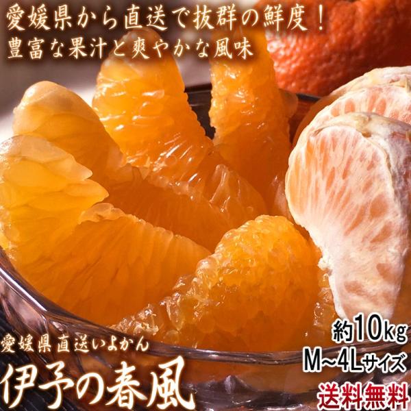 【発売日：2026年01月05日】◆ジューシーで爽やかな甘さ！「いい予感」で受験にも人気の愛媛いよかん　伊予柑は、日本で生産される柑橘の中で温州ミカン・デコポンに次ぐ第3位の出荷量を誇る人気の柑橘です。　特に愛媛県は全国一位の出荷量を誇る大...