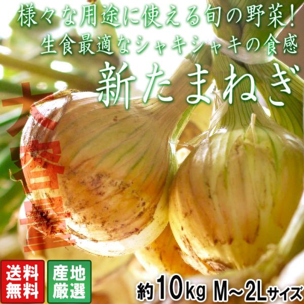 ◆みずみずしい食感と甘み豊かな旬の野菜「新たまねぎ」！　新たまねぎは早春から春の短い間に出荷が行われる野菜であり、早採りして乾燥させず出荷するため、水分が豊富でやわらかな食感が特徴の玉葱です。　乾燥して貯蔵させることに適さない白玉ねぎが主に...