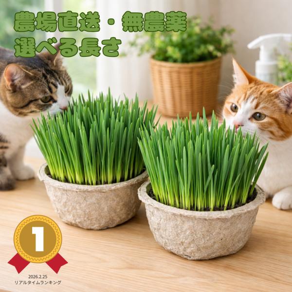 当商品は、日本の専用農場から直送される新鮮な猫草（キャットグラス）で、届いたその日から愛猫が安心して食べられる栽培済みのネコ草(燕麦）です。農薬や種子殺菌剤を使わない無農薬の種を使用して丁寧に育てていますので、毛玉ケアや胃腸の健康を自然な形...