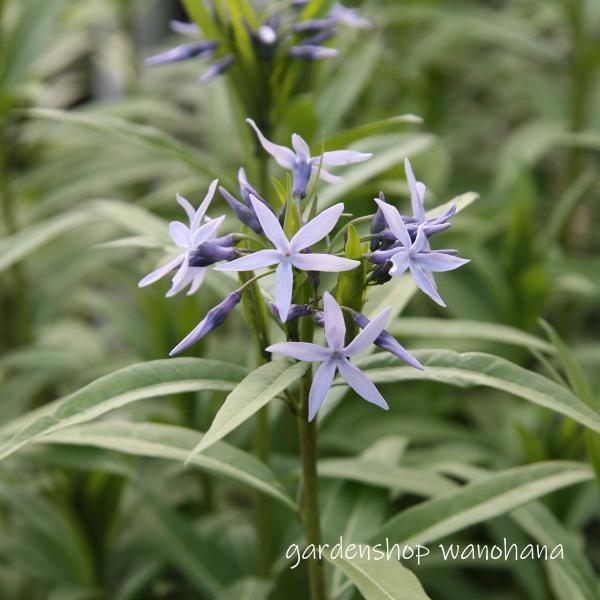 (1)本商品はビニールポットに植えられた花苗です。(2)納品時に蕾もしくは花があるとは限りません。(3)開花が終了し、翌年開花見込みの花苗は、箱の高さに刈り込んで発送される場合がございます。ご了承ください。 キョウチクトウ科開花期：春〜初夏...