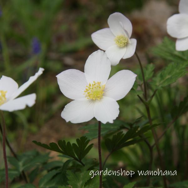 (1)本商品はビニールポットに植えられた花苗です。(2)納品時に蕾もしくは花があるとは限りません。(3)開花が終了し、翌年開花見込みの花苗は、箱の高さに刈り込んで発送される場合がございます。ご了承ください。 キンポウゲ科開花期：初春〜春草　...