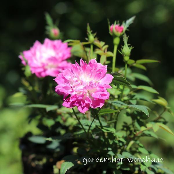 (1)本商品はビニールポットに植えられた花苗です。(2)納品時に蕾もしくは花があるとは限りません。(3)開花が終了し、翌年開花見込みの花苗は、箱の高さに刈り込んで発送される場合がございます。ご了承ください。 バラ科開花期：春〜秋草　丈：5〜...