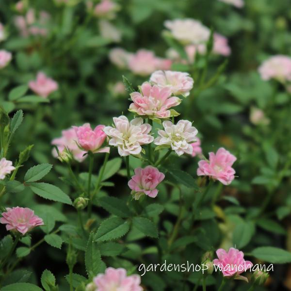 (1)本商品はビニールポットに植えられた花苗です。(2)納品時に蕾もしくは花があるとは限りません。(3)開花が終了し、翌年開花見込みの花苗は、箱の高さに刈り込んで発送される場合がございます。ご了承ください。 バラ科開花期：春〜秋草　丈：5〜...