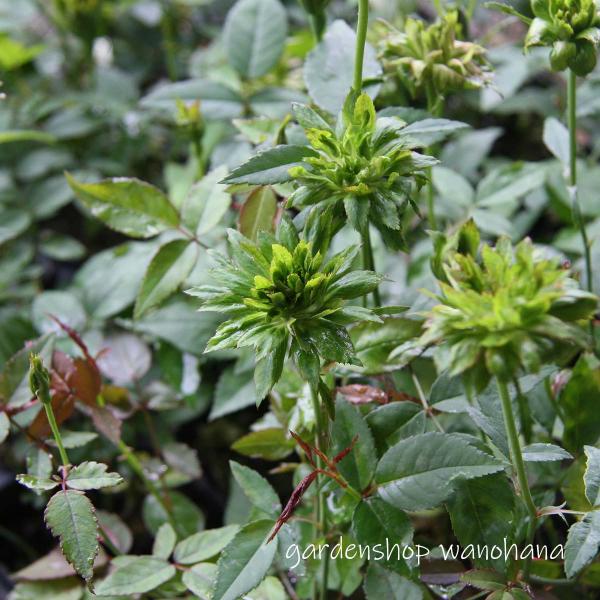 (1)本商品はビニールポットに植えられた花苗です。(2)納品時に蕾もしくは花があるとは限りません。(3)開花が終了し、翌年開花見込みの花苗は、箱の高さに刈り込んで発送される場合がございます。ご了承ください。 バラ科開花期：春〜秋草　丈：50...