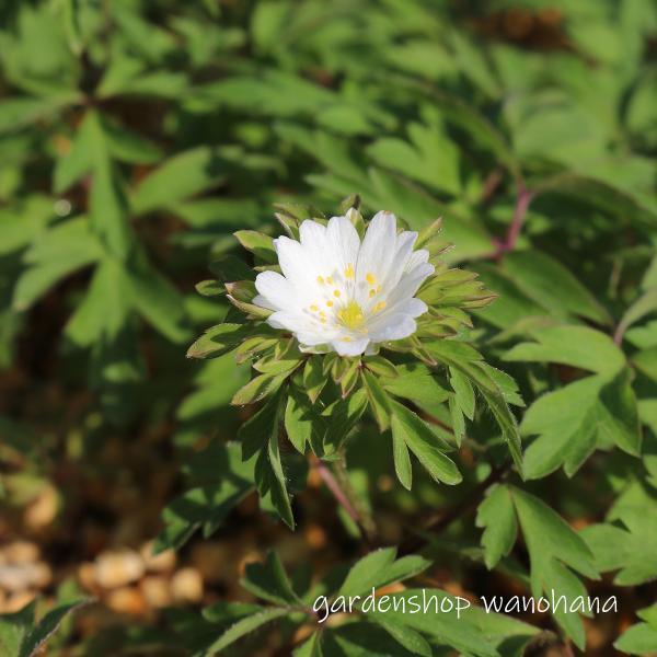(1)本商品はビニールポットに植えられた花苗です。(2)納品時に蕾もしくは花があるとは限りません。(3)開花が終了し、翌年開花見込みの花苗は、箱の高さに刈り込んで発送される場合がございます。ご了承ください。 キンポウゲ科開花期：春草　丈：1...
