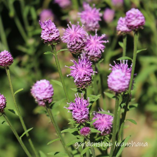 (1)本商品はビニールポットに植えられた花苗です。(2)納品時に蕾もしくは花があるとは限りません。(3)開花が終了し、翌年開花見込みの花苗は、箱の高さに刈り込んで発送される場合がございます。ご了承ください。 キク科開花期：晩夏〜秋草　丈：5...