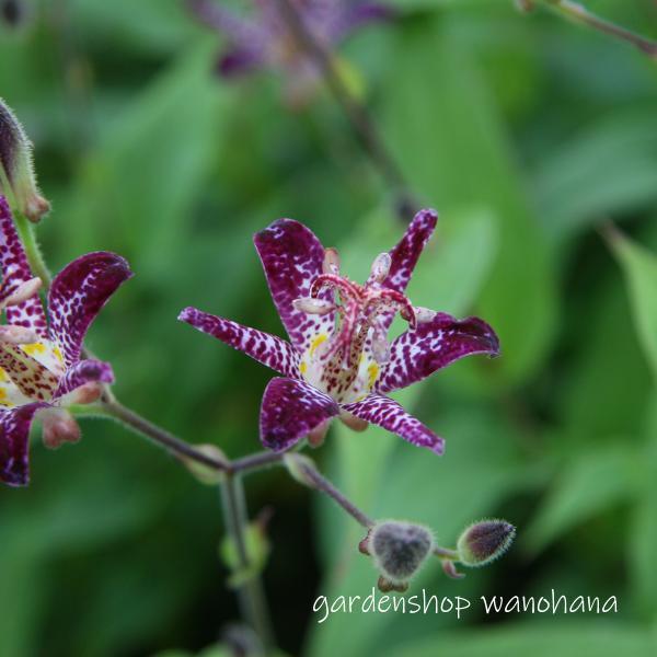 (1)本商品はビニールポットに植えられた花苗です。(2)納品時に蕾もしくは花があるとは限りません。(3)開花が終了し、翌年開花見込みの花苗は、箱の高さに刈り込んで発送される場合がございます。ご了承ください。 ユリ科開花期：晩夏〜秋草　丈：4...