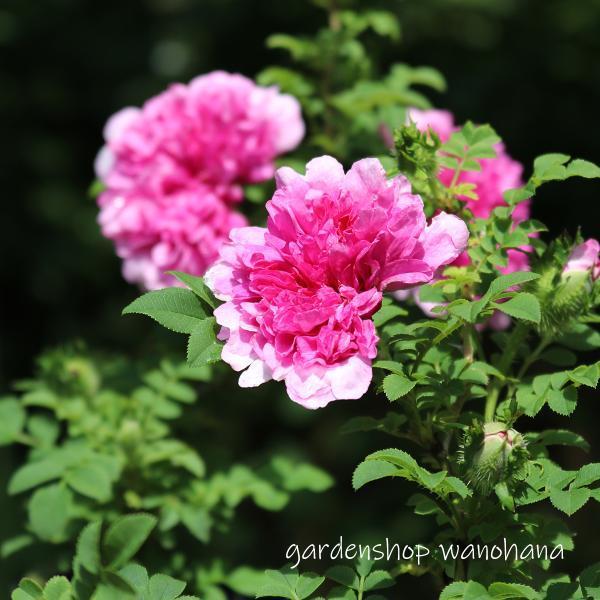 (1)本商品はビニールポットに植えられた花苗です。(2)納品時に蕾もしくは花があるとは限りません。(3)開花が終了し、翌年開花見込みの花苗は、箱の高さに刈り込んで発送される場合がございます。ご了承ください。 バラ科開花期：春〜秋草　丈：60...