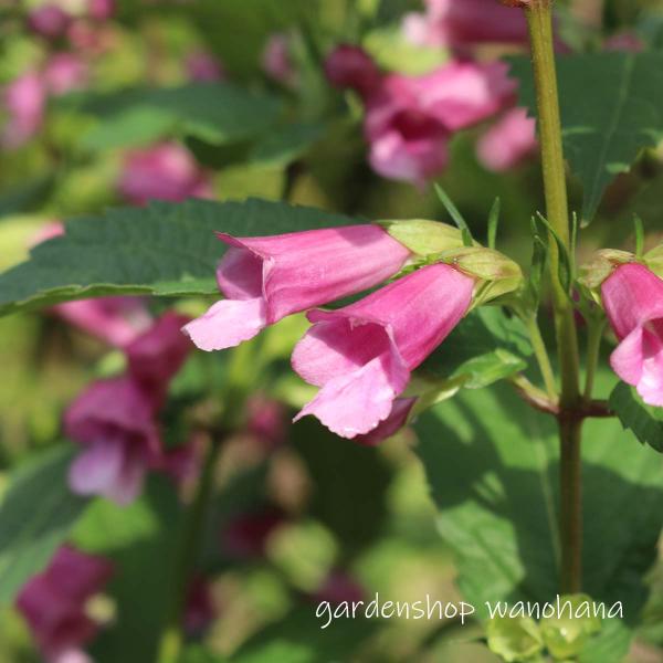 (1)本商品はビニールポットに植えられた花苗です。(2)納品時に蕾もしくは花があるとは限りません。(3)開花が終了し、翌年開花見込みの花苗は、箱の高さに刈り込んで発送される場合がございます。ご了承ください。 シソ科開花期：夏〜秋草　丈：50...