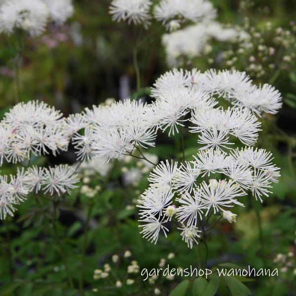 (1)本商品はビニールポットに植えられた花苗です。(2)納品時に蕾もしくは花があるとは限りません。(3)開花が終了し、翌年開花見込みの花苗は、箱の高さに刈り込んで発送される場合がございます。ご了承ください。 キンポウゲ科開花期：初夏〜夏草　...