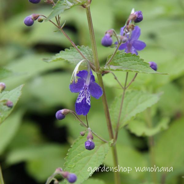 (1)本商品はビニールポットに植えられた花苗です。(2)納品時に蕾もしくは花があるとは限りません。(3)開花が終了し、翌年開花見込みの花苗は、箱の高さに刈り込んで発送される場合がございます。ご了承ください。 シソ科開花期：晩夏〜秋草　丈：5...