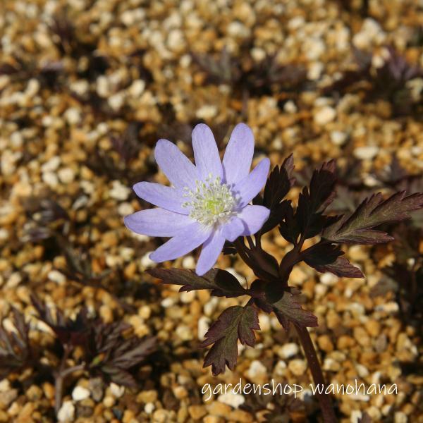 (1)本商品はビニールポットに植えられた花苗です。(2)納品時に蕾もしくは花があるとは限りません。(3)開花が終了し、翌年開花見込みの花苗は、箱の高さに刈り込んで発送される場合がございます。ご了承ください。 キンポウゲ科開花期：春草　丈：1...