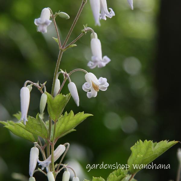 (1)本商品はビニールポットに植えられた花苗です。(2)納品時に蕾もしくは花があるとは限りません。(3)開花が終了し、翌年開花見込みの花苗は、箱の高さに刈り込んで発送される場合がございます。ご了承ください。 キンポウゲ科開花期：晩夏〜秋草　...