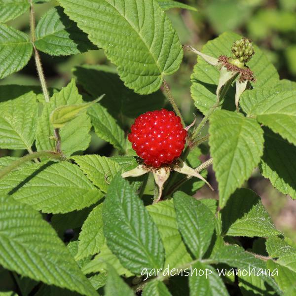 (1)本商品はビニールポットに植えられた花苗です。(2)納品時に蕾もしくは花があるとは限りません。(3)開花が終了し、翌年開花見込みの花苗は、箱の高さに刈り込んで発送される場合がございます。ご了承ください。 バラ科開花期：春草　丈：20〜5...